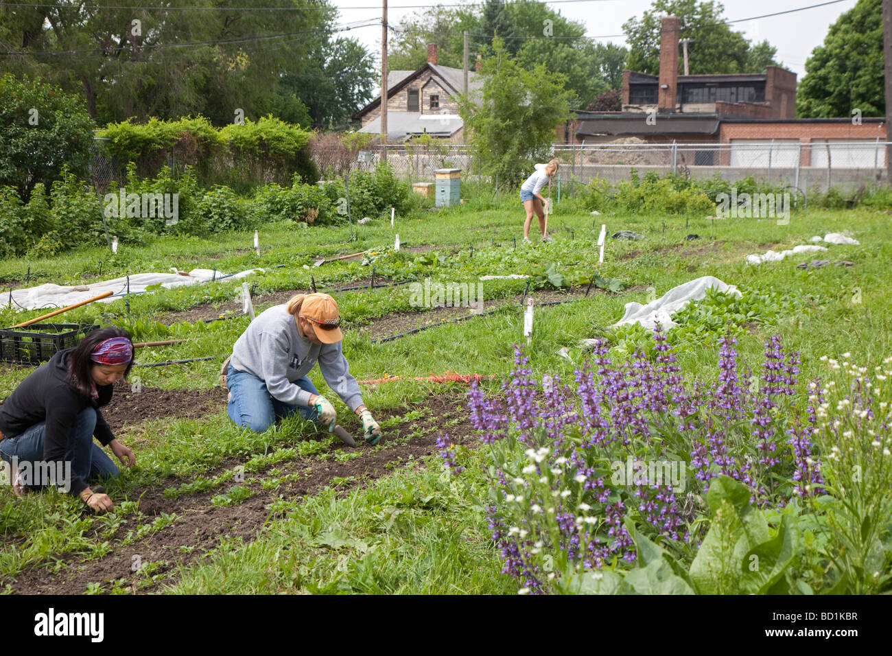 Garden hunger volunteer capuchin hi-res stock photography and images ...