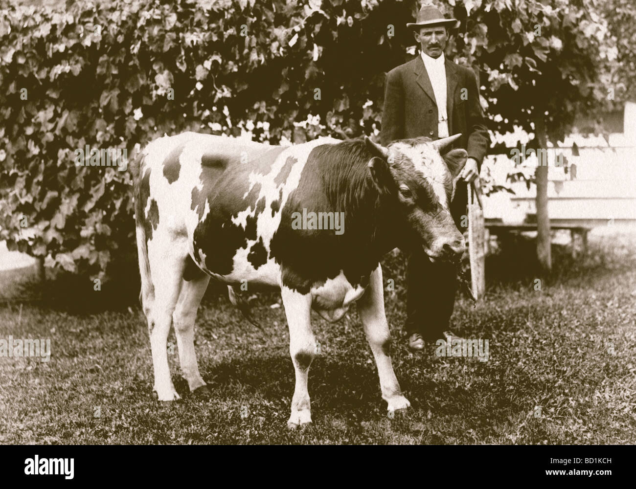 Dairy Farmer Displaying Young Cow Stock Photo - Alamy
