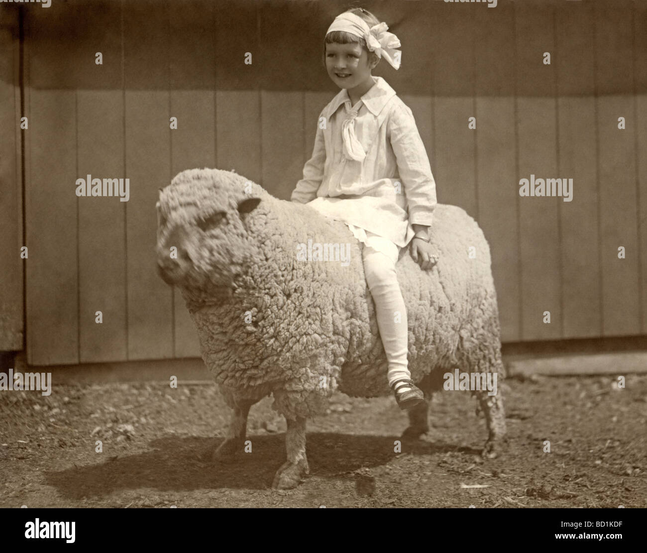 Sheep rider hi-res stock photography and images - Alamy