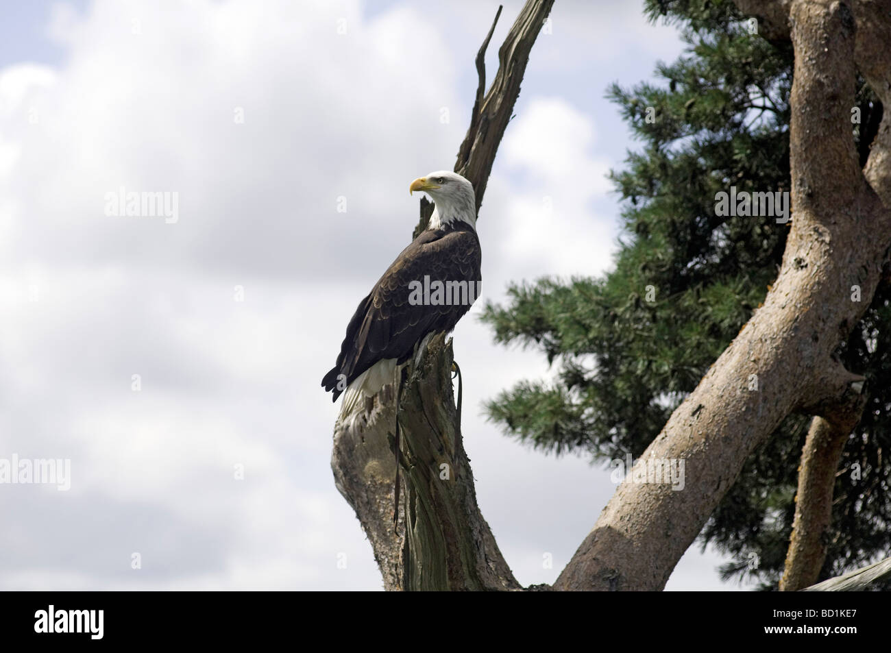 Bald Eagle, bird of prey in flight during show at Warwick Castle ...