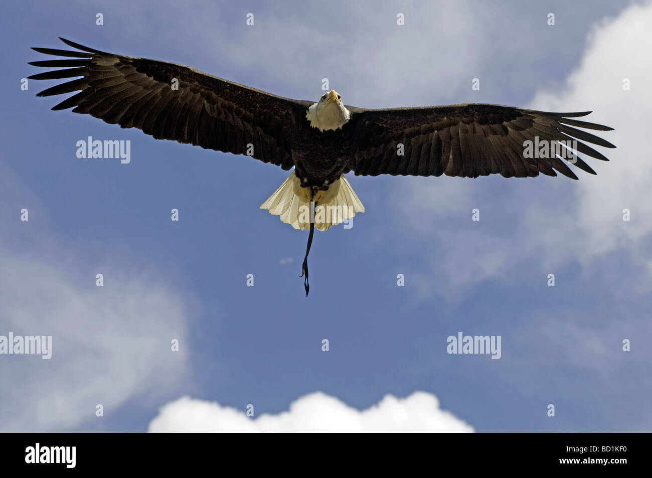 Bald Eagle, bird of prey in flight during show at Warwick Castle, Warwick, Warwickshire England ...