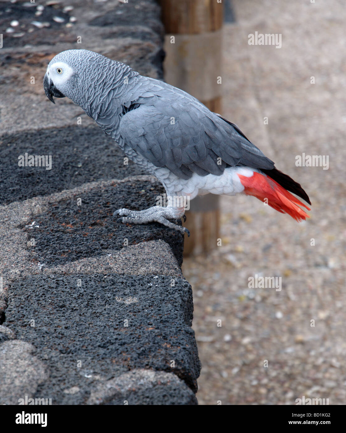 Grey Parrot sat on a wall Stock Photo - Alamy