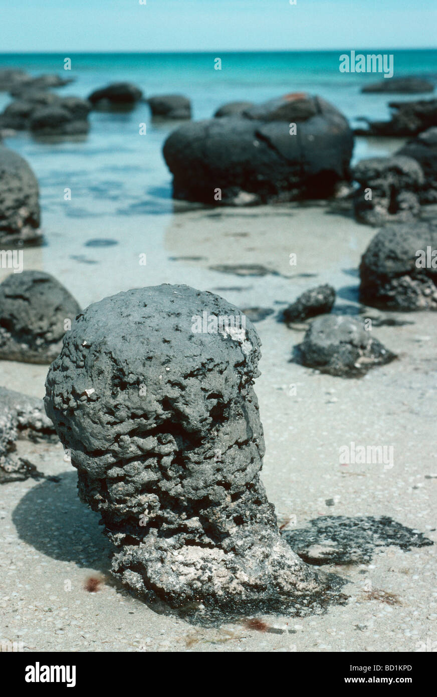 Fossil blue green algae hi-res stock photography and images - Alamy