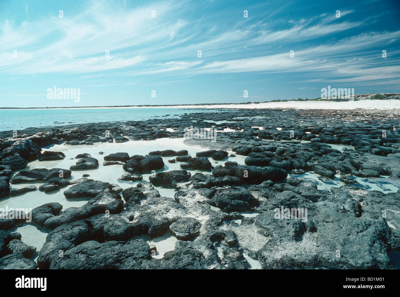 Hamelin pool marine nature reserve hi-res stock photography and images ...