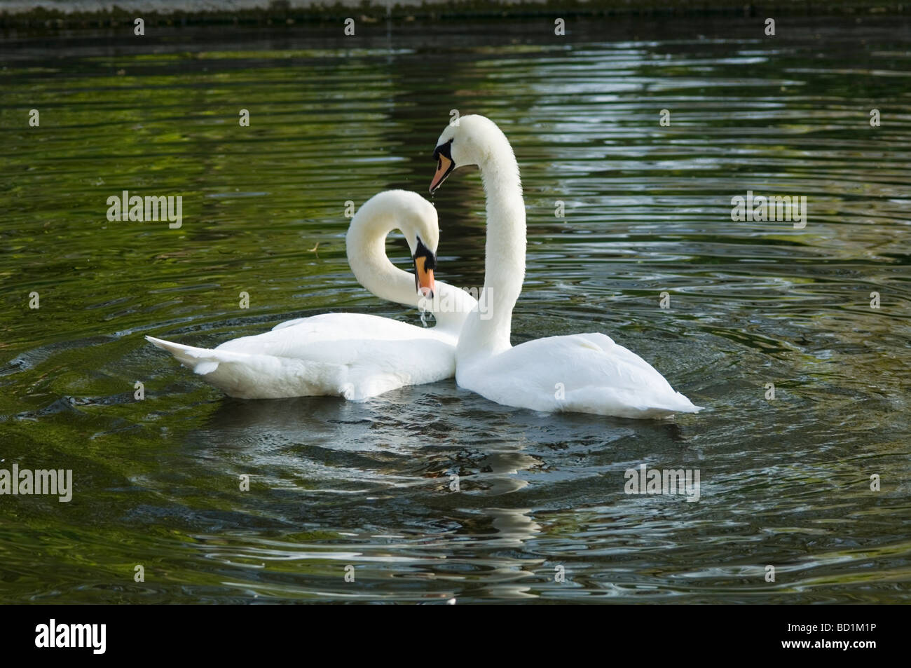 Courting wildlife hi-res stock photography and images - Alamy