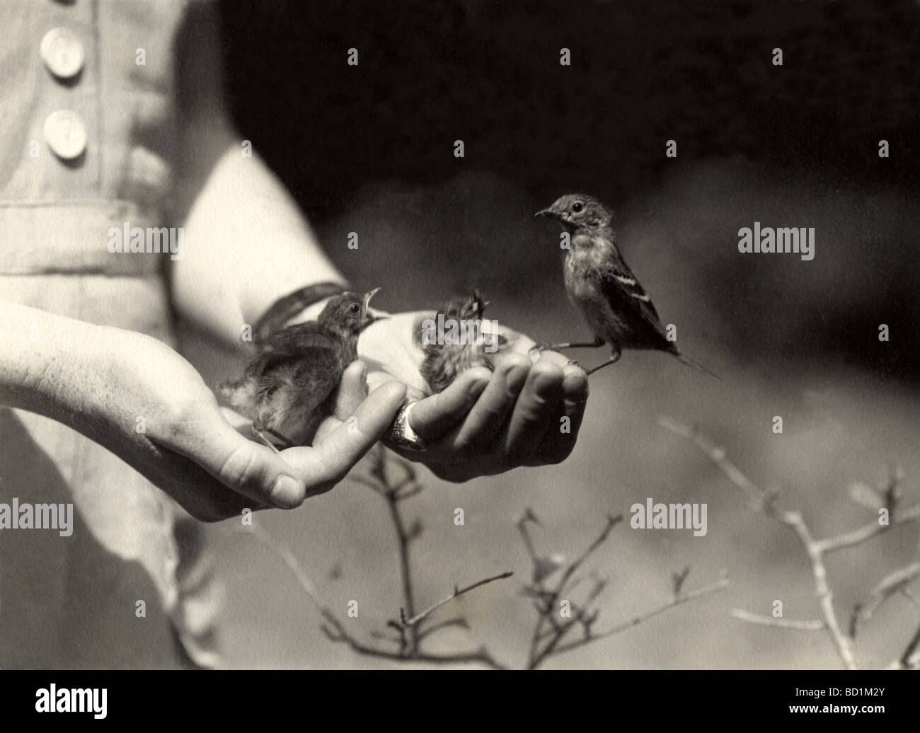 Three Birds Perching on Woman's Hands Stock Photo - Alamy
