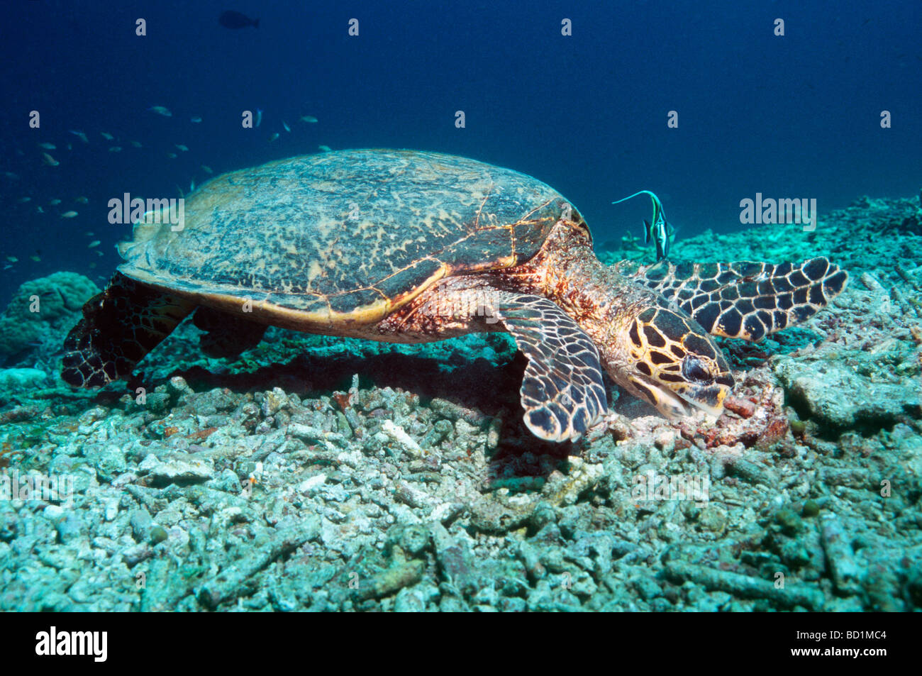 Hawksbill turtle Eretmochelys imbricata feeding on sponge growth on ...