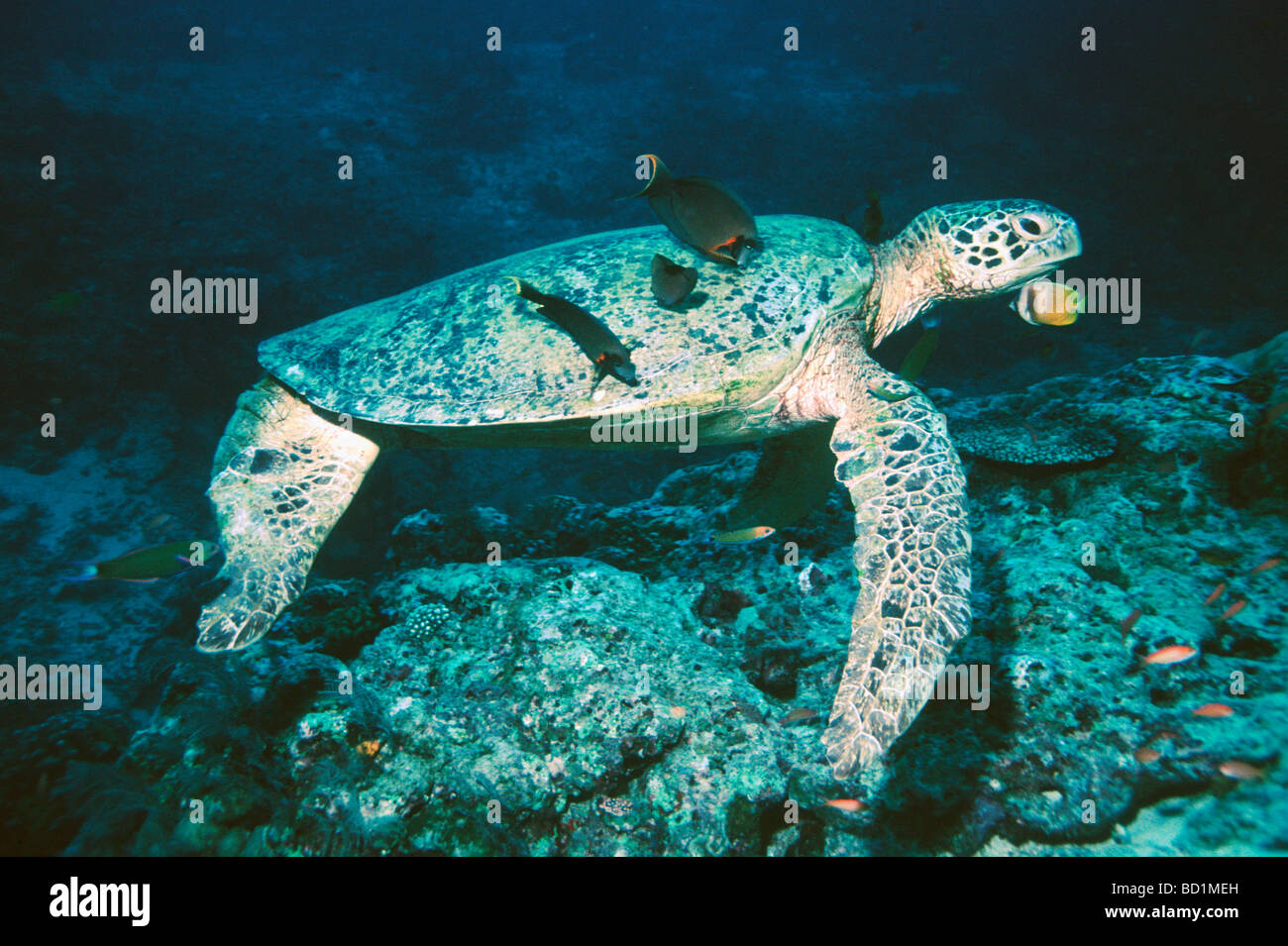 Green sea turtle being cleaned hi-res stock photography and images - Alamy