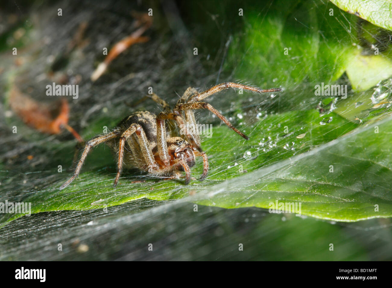 Agelena labyrinthica , Labyrinth Spider in the front of its nest Stock ...