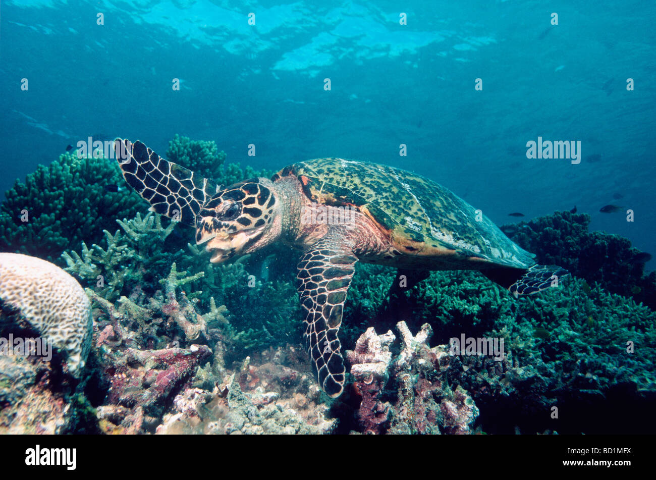 Hawksbill turtle Eretmochelys imbricata feeding on sponge growth on ...