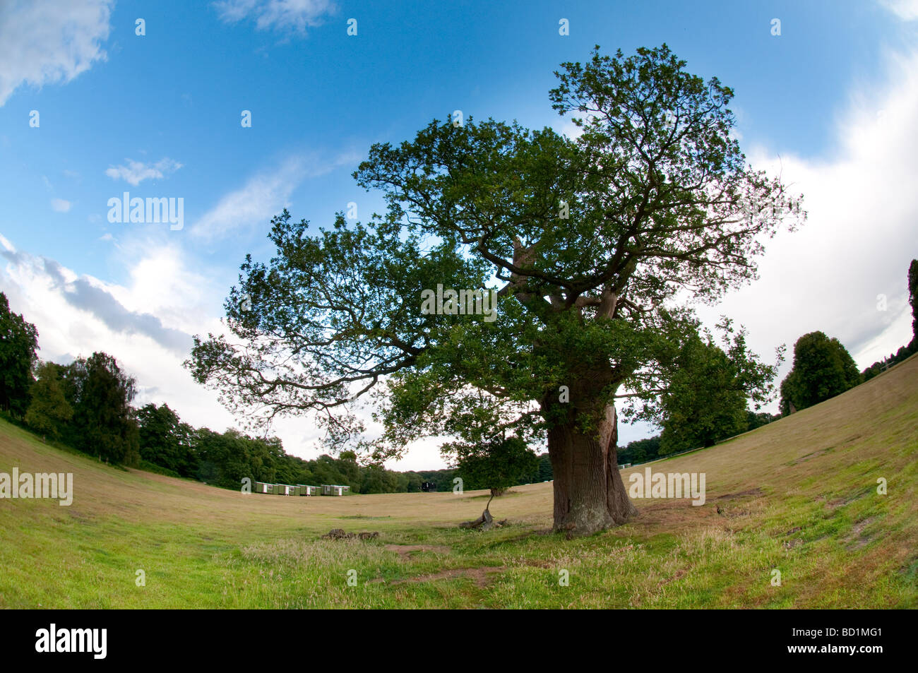 Oak Tree In Field Stock Photo - Alamy