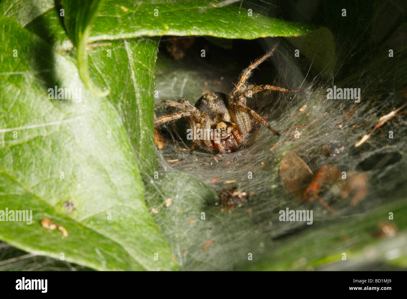 Agelena labyrinthica , Labyrinth Spiders mating in the front of its ...