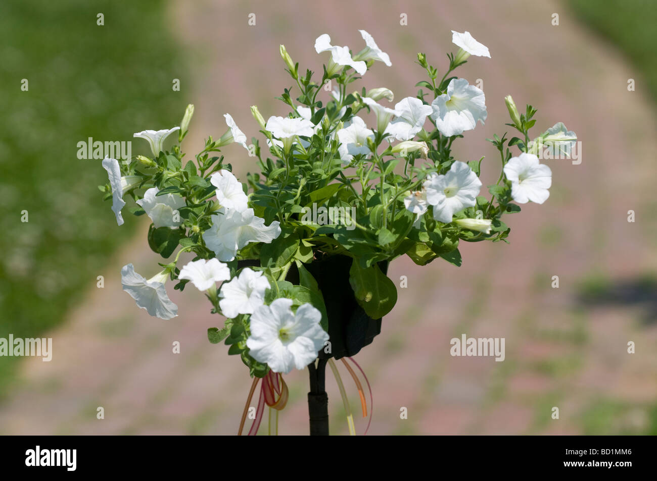 Petunia plant stand decorating the edge of a red bricked walking path ...