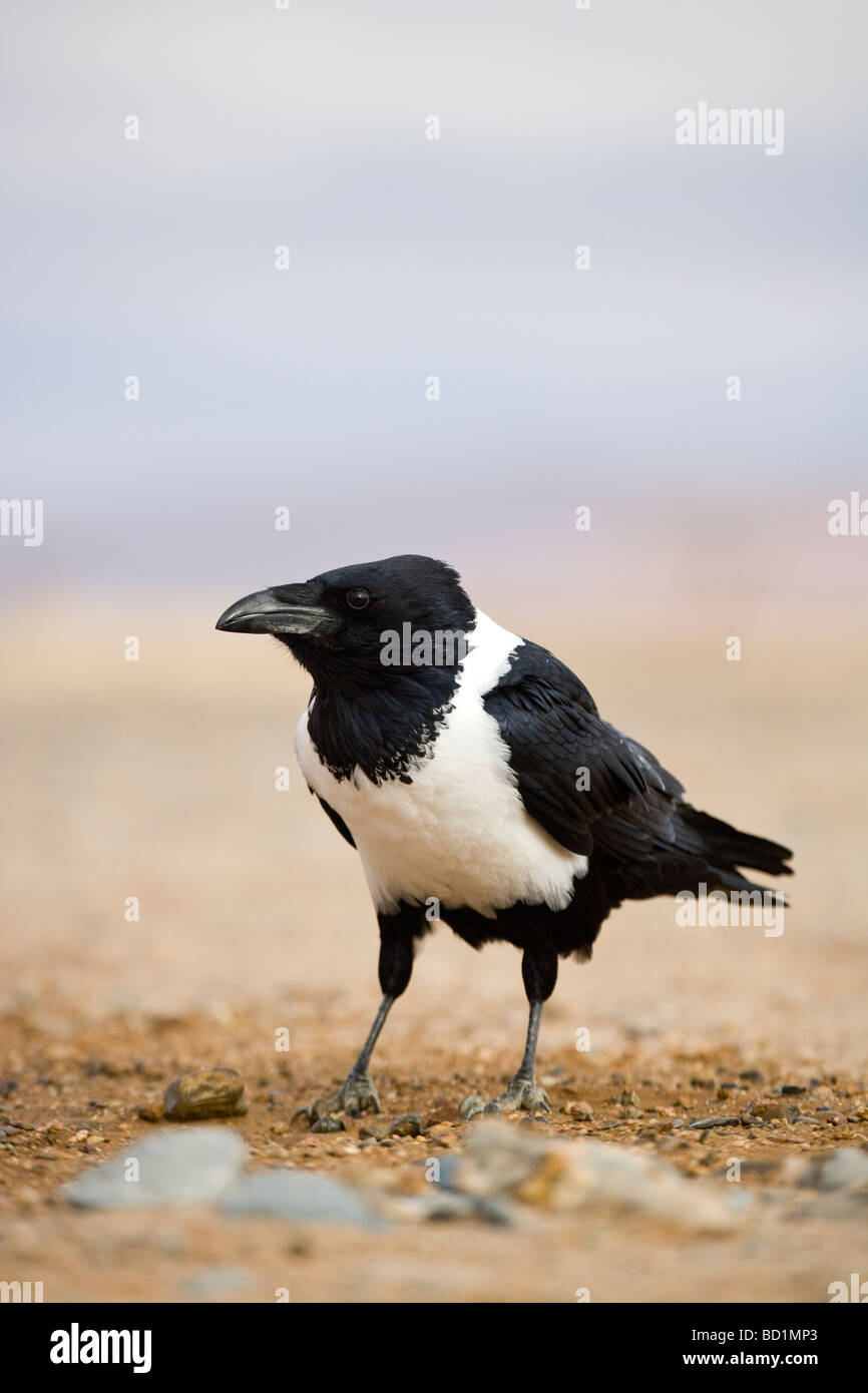Pied Crow Corvus albus in the Sossusvlei sand dunes in the Namib desert ...