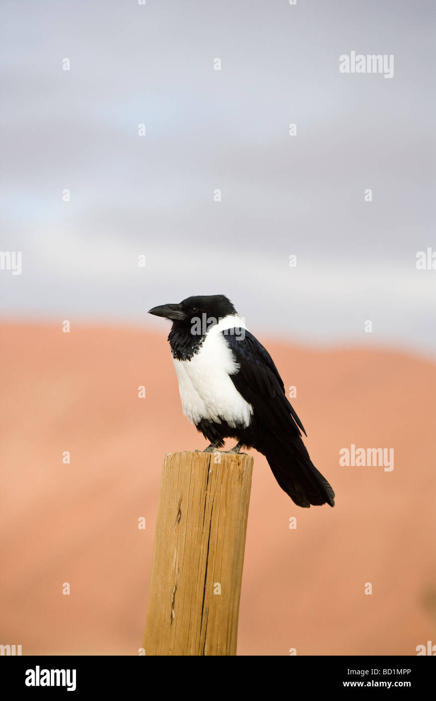 Pied Crow Corvus albus Stock Photo - Alamy