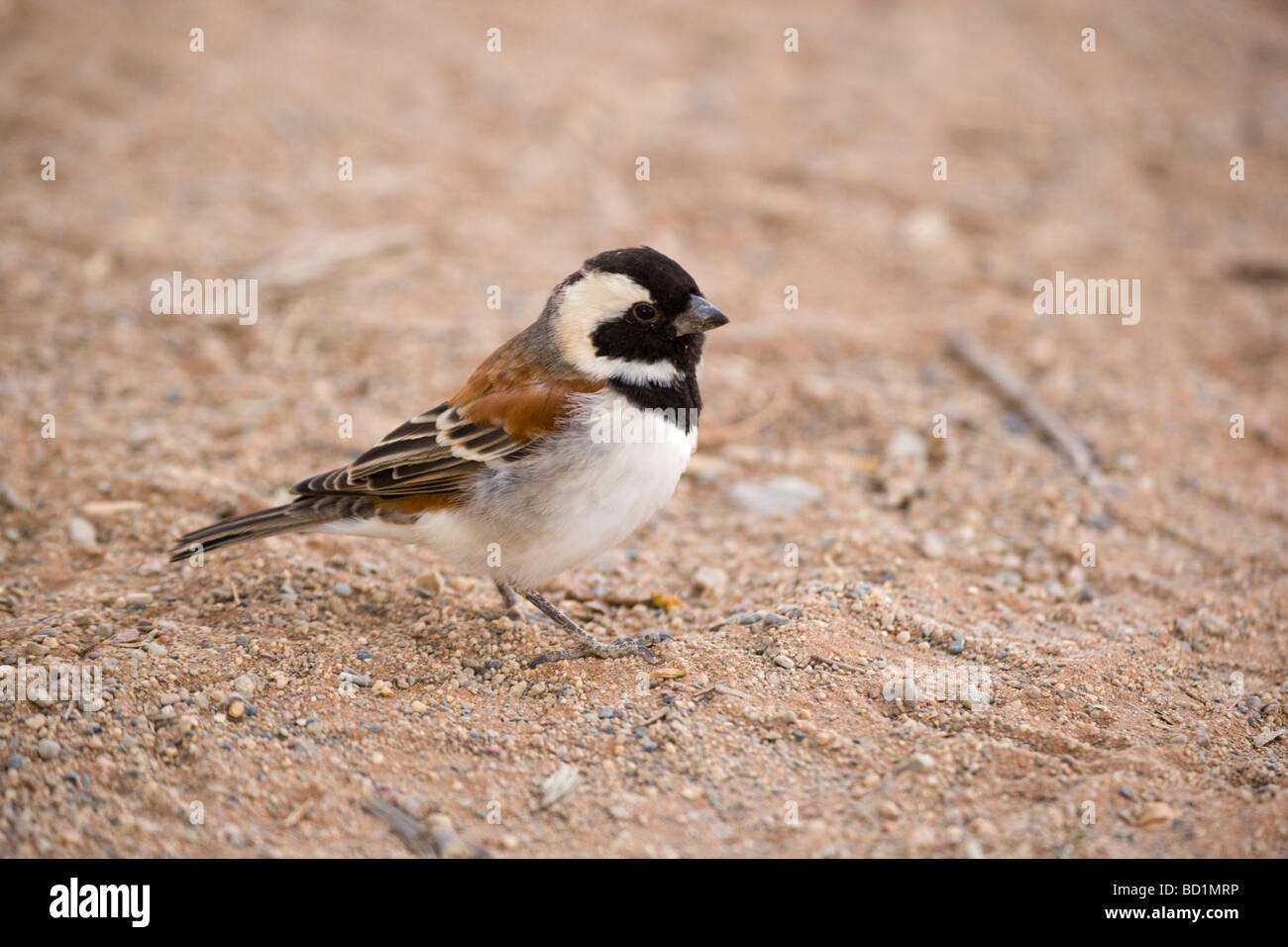 Cape sparrow namibia hi-res stock photography and images - Alamy