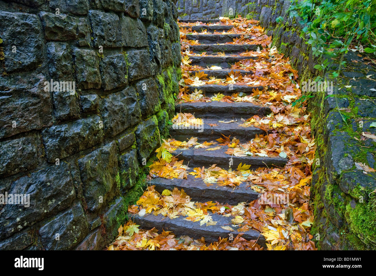 Rock steps at Horsetail Falls with fall colored maple leaves Columbia ...