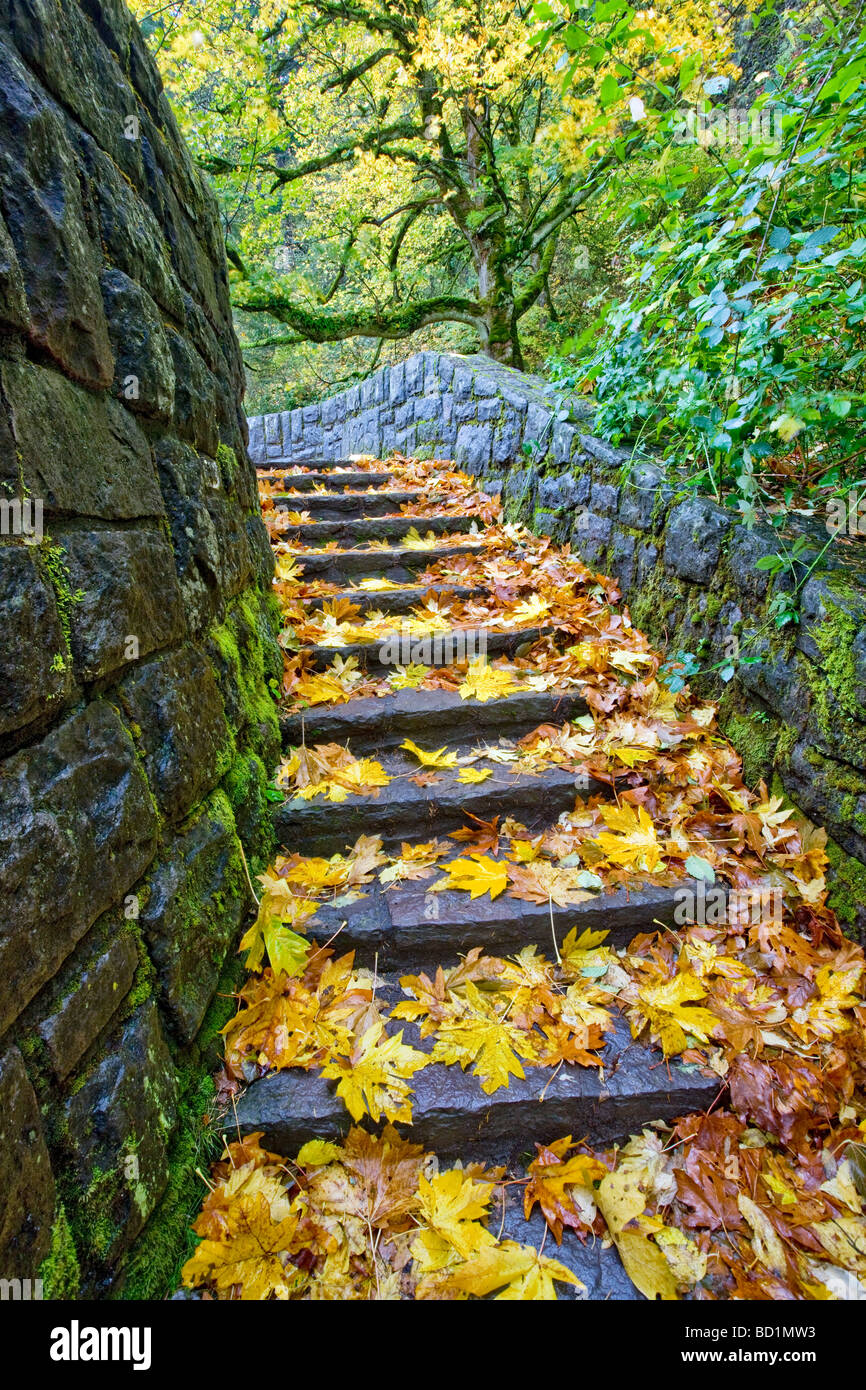 Rock steps at Horsetail Falls with fall colored maple leaves Columbia ...