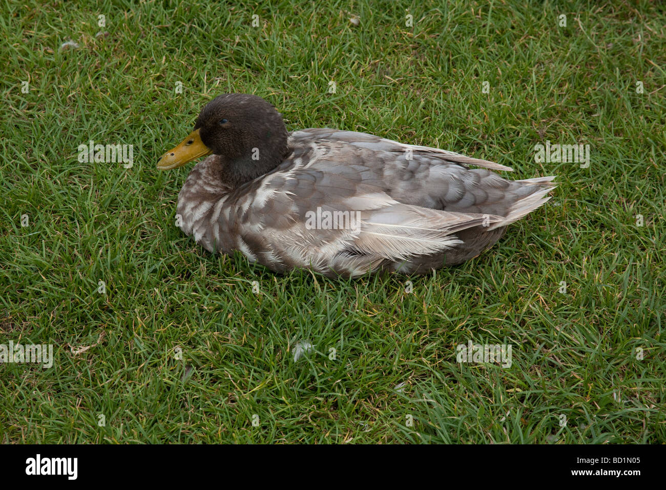 Devon ducks hi-res stock photography and images - Alamy