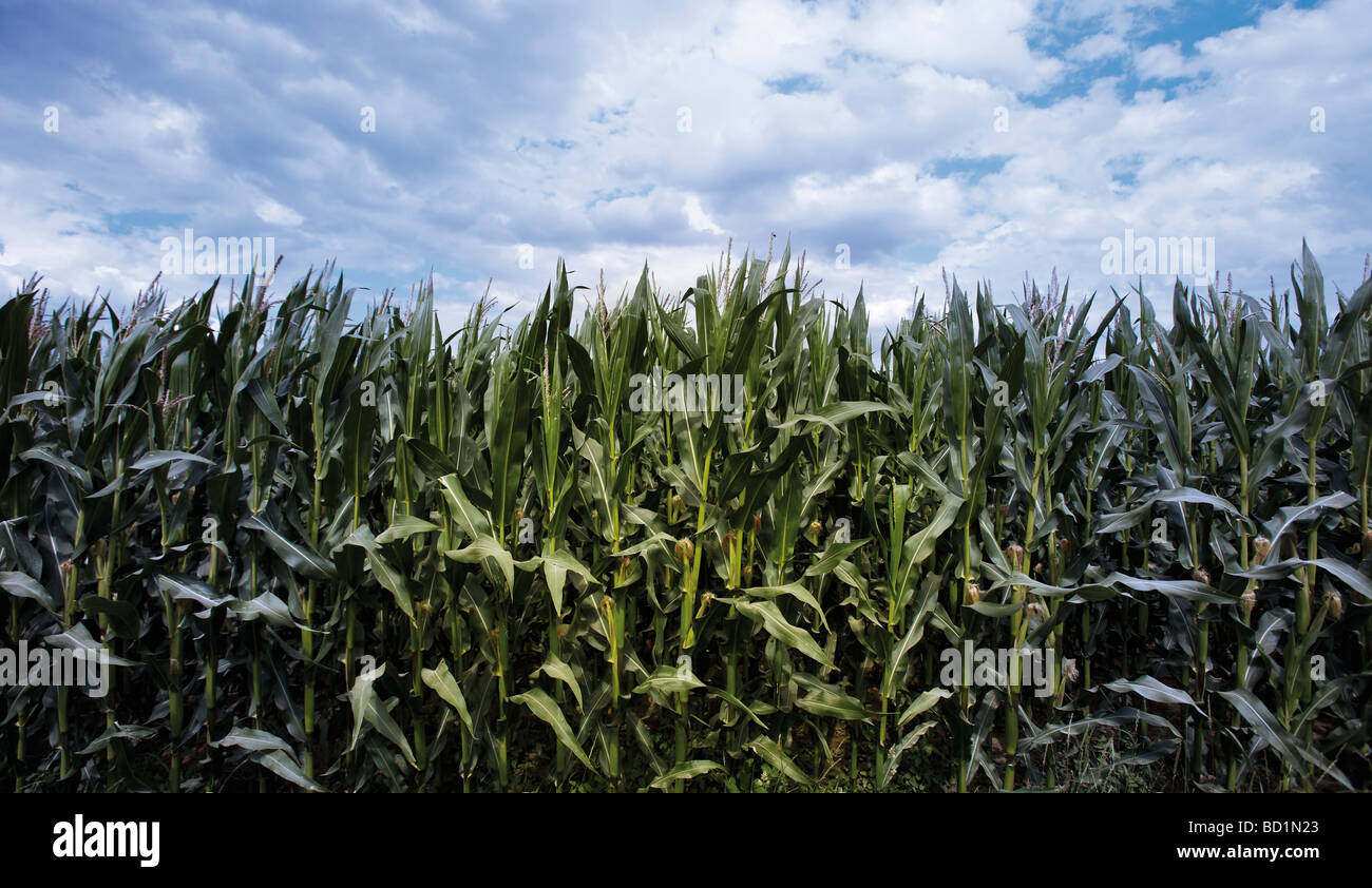 Genetically modified maize Stock Photo - Alamy