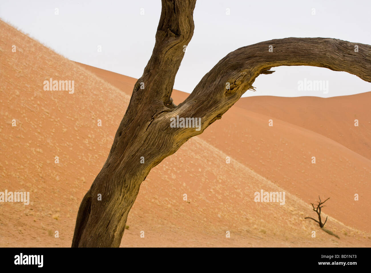 Dead trees of Deadvlei near Sossusvlei in the Namib dersert Namibia ...