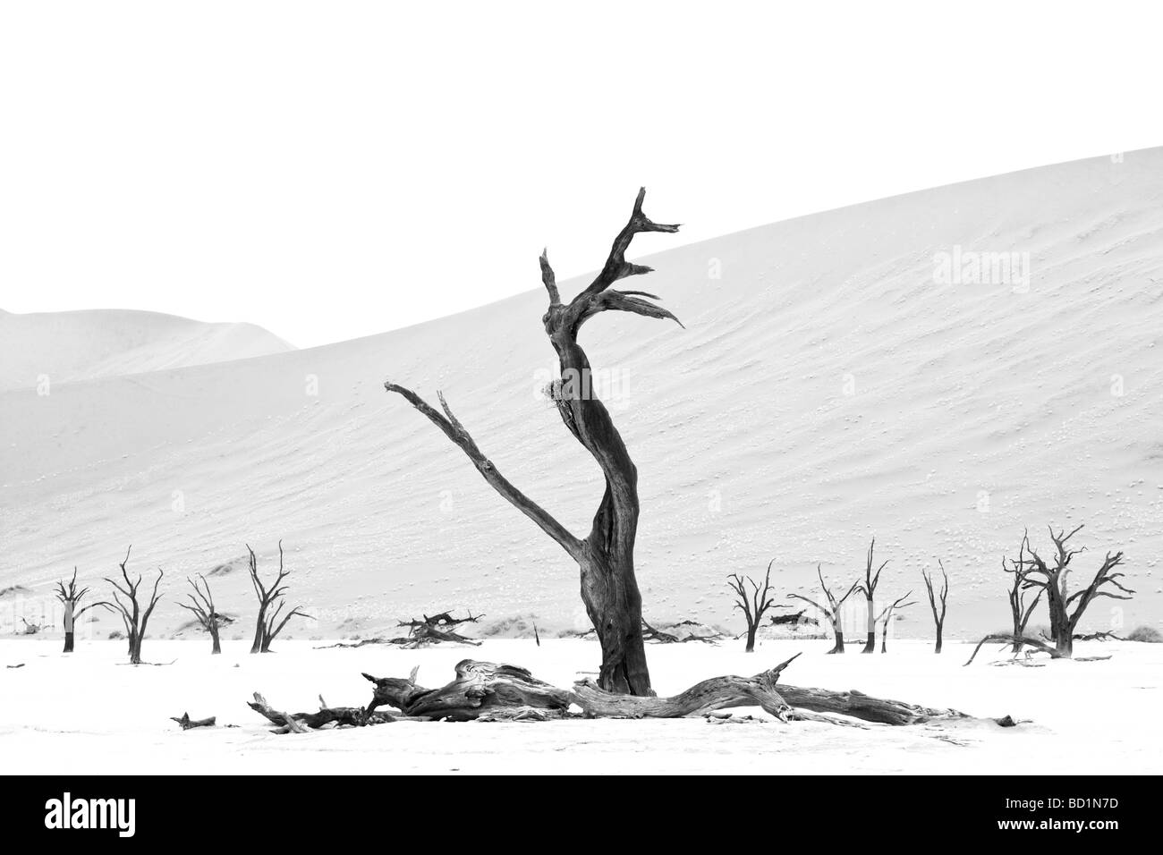 Dead trees of Deadvlei near Sossusvlei in the Namib dersert Namibia ...