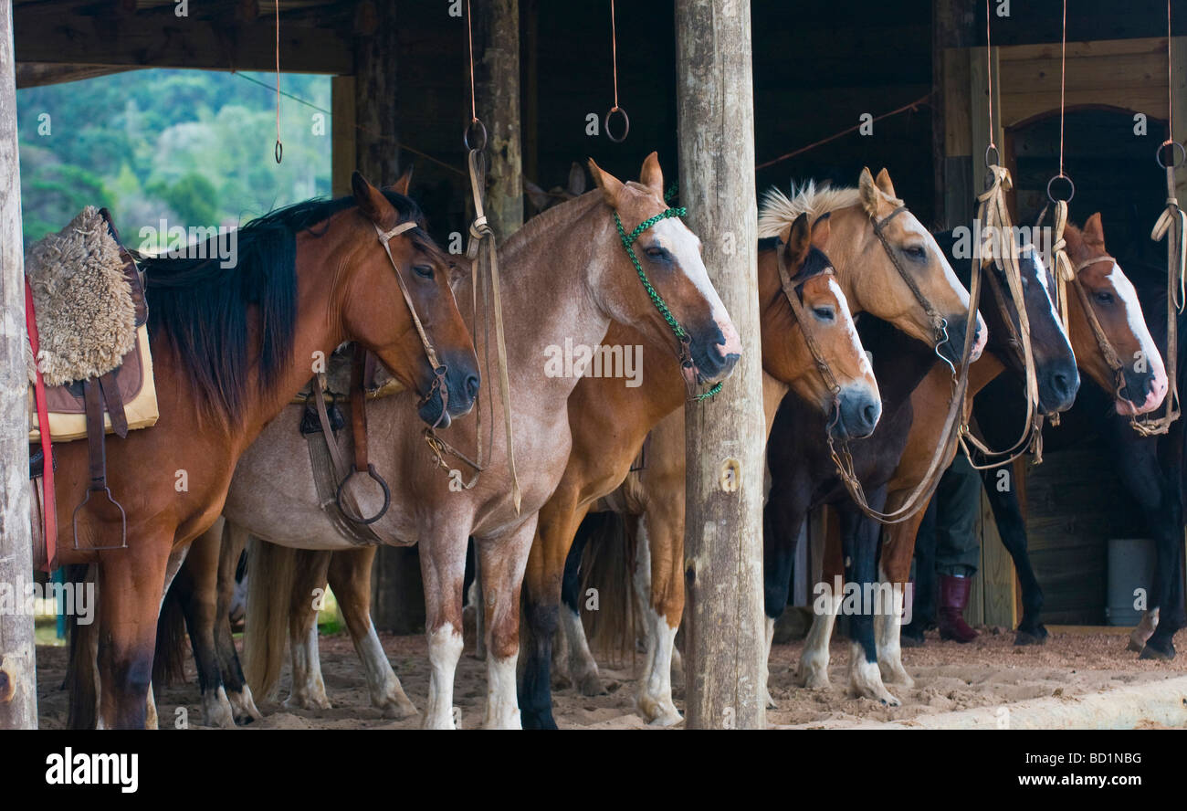 Uruguay countryside ranch hi-res stock photography and images - Alamy