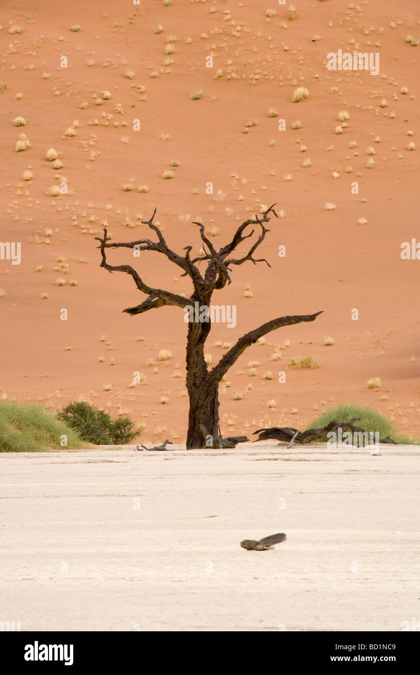 Dead trees of Deadvlei near Sossusvlei in the Namib desert Namibia ...