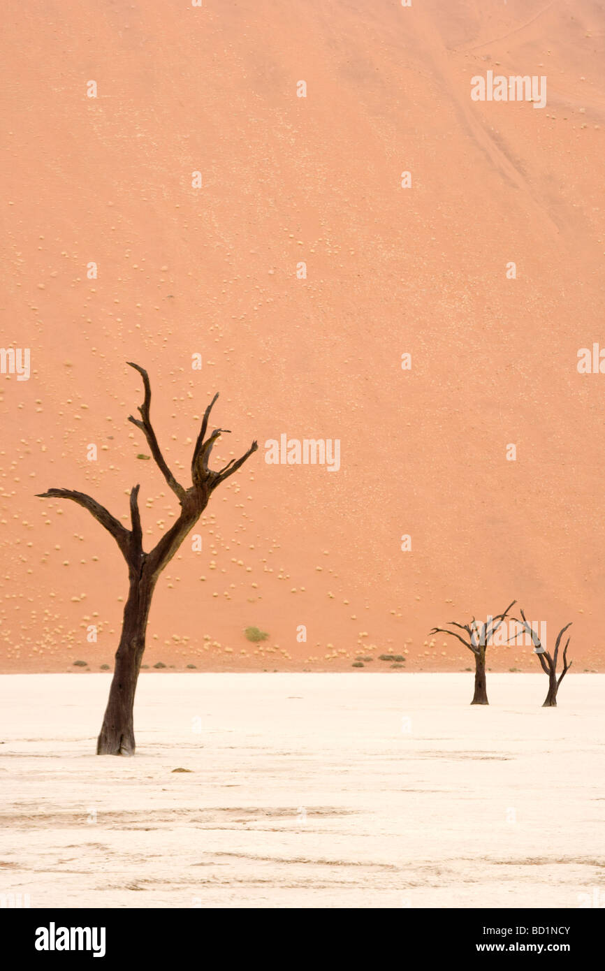 Dead trees of Deadvlei near Sossusvlei in the Namib desert Namibia ...
