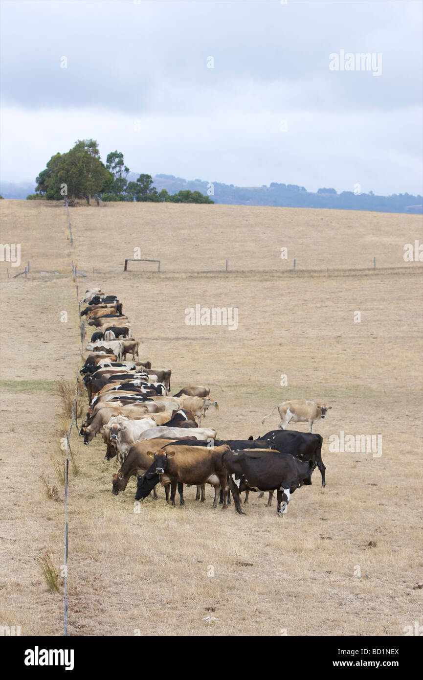 Diary cows in field Stock Photo - Alamy