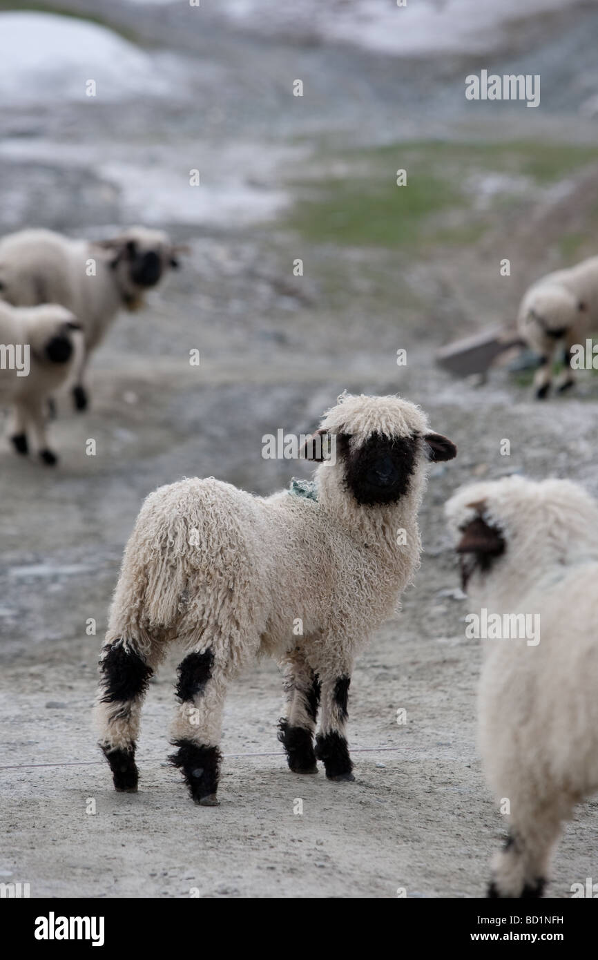 Things to do in switzerland hi-res stock photography and images - Alamy