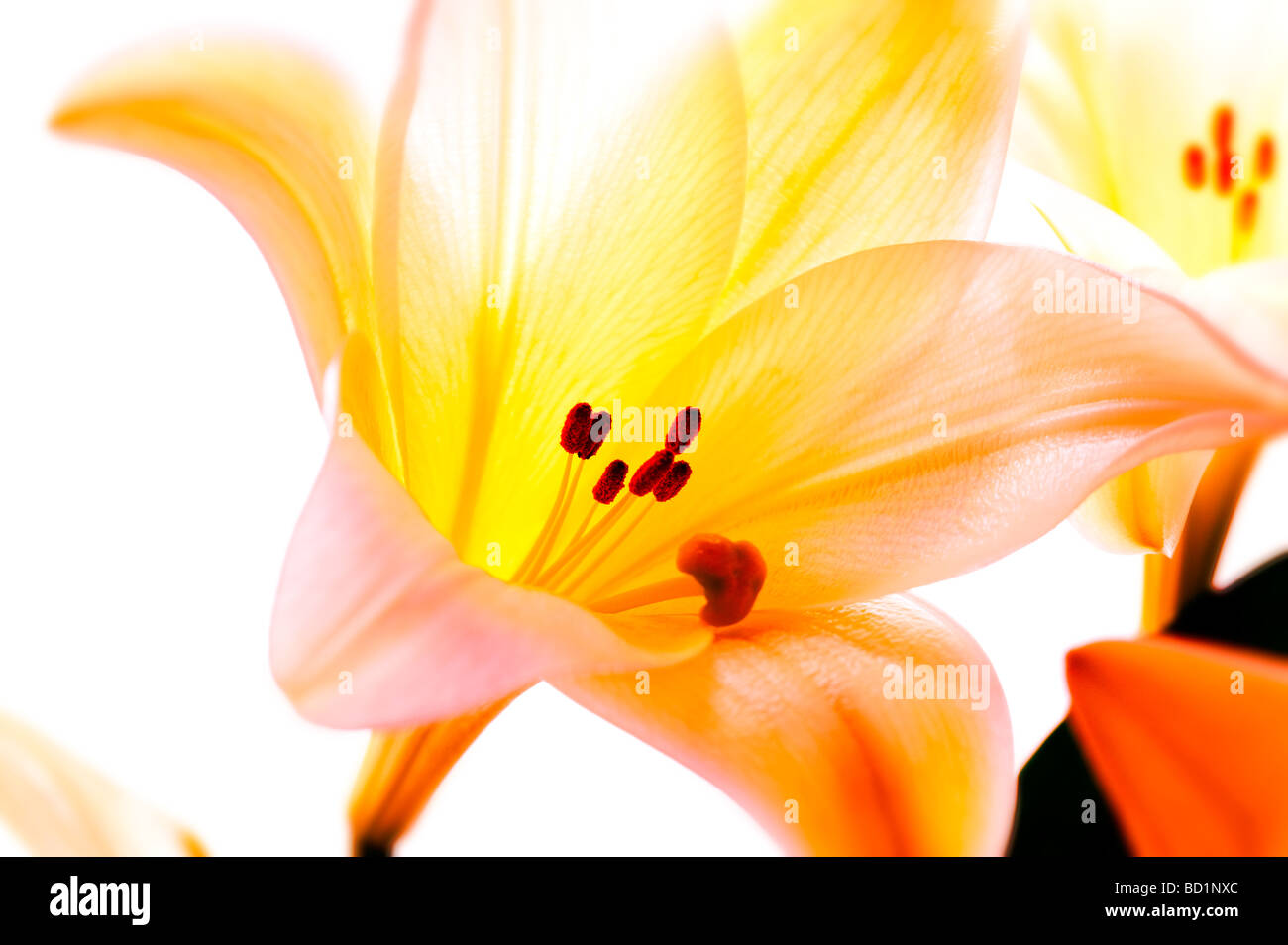 Abstract flower hi-res stock photography and images - Alamy