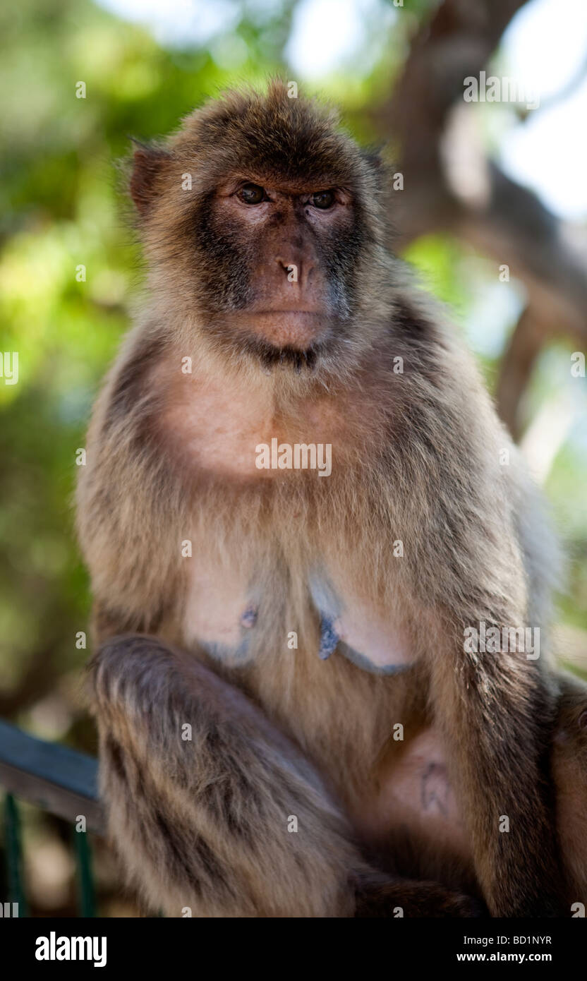 Gibraltar Barbary Macaque /Macaca sylvanus Stock Photo - Alamy