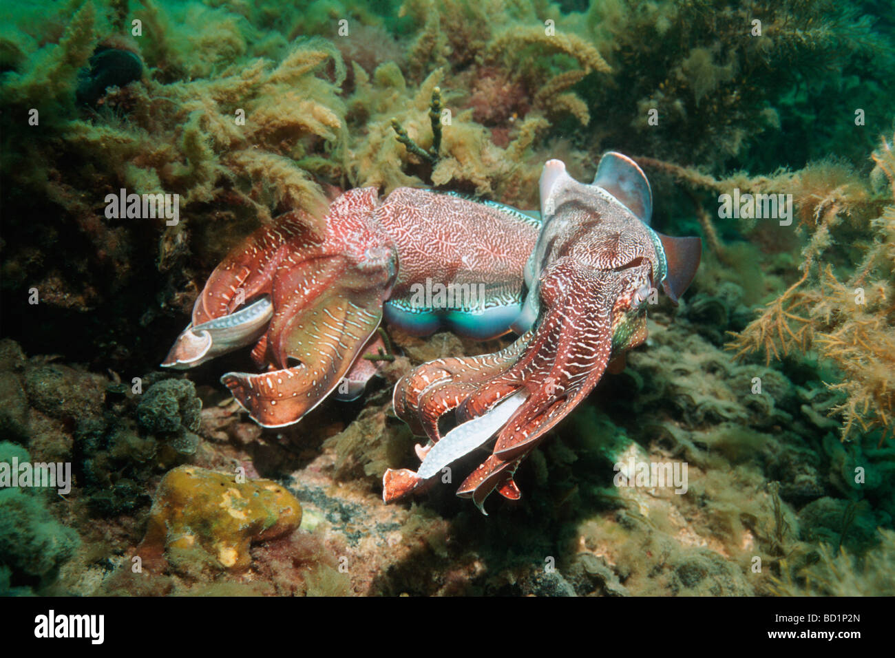 Giant cuttlefish Sepia apama Spencer Gulf Whyalla SA Australia Stock ...