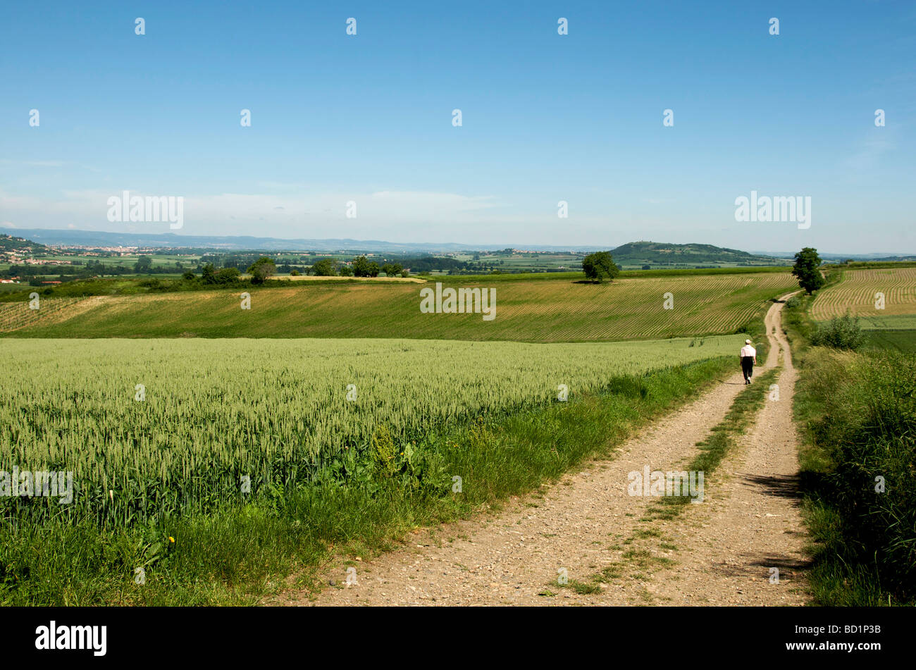 Walker on a country footpath in Auvergne, France Stock Photo - Alamy