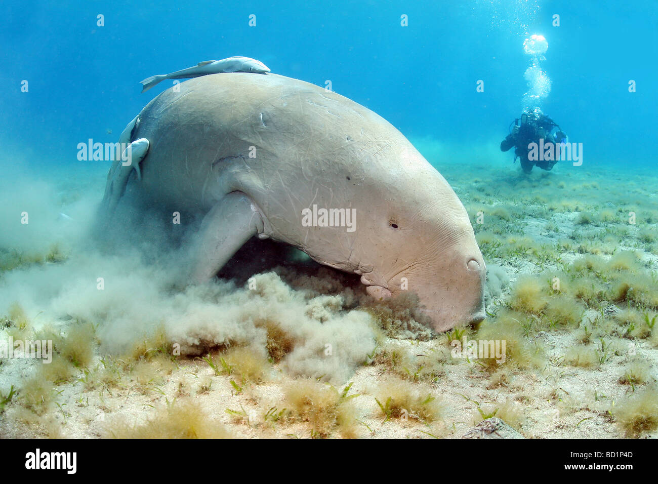 Encounter with an Dugong while diving in the tropical waters of the Red ...