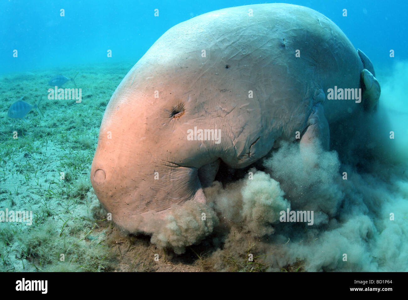 Dugong in red sea egypt hi-res stock photography and images - Alamy
