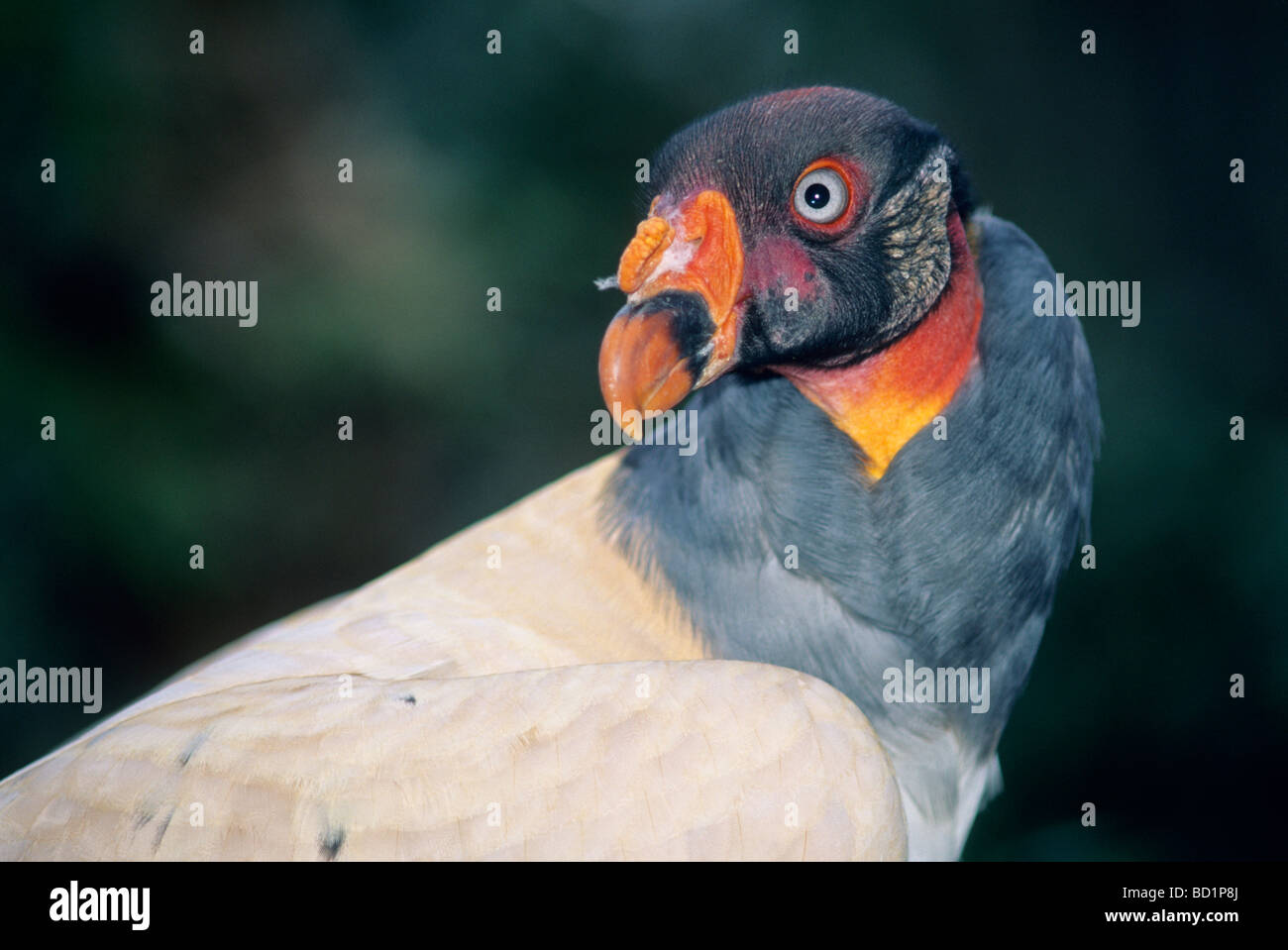 King Vulture (Sarcoramphus papa) Sub-adult has darkish head, Captive ...