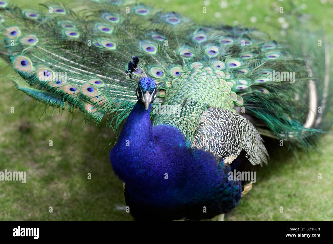 Indian Peacock Plumage High Resolution Stock Photography and Images - Alamy