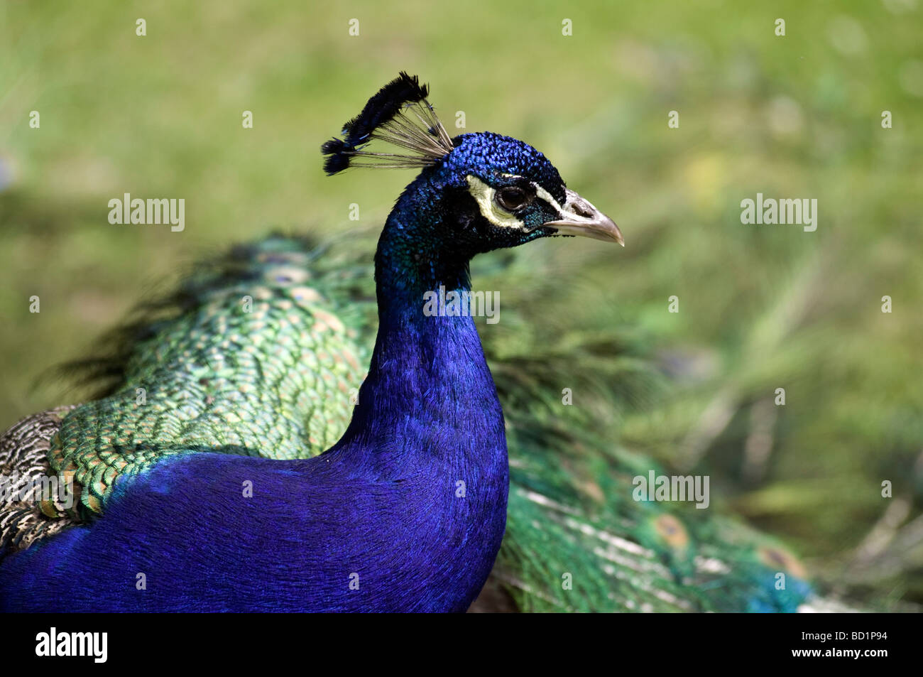 Indian peacocks hi-res stock photography and images - Alamy