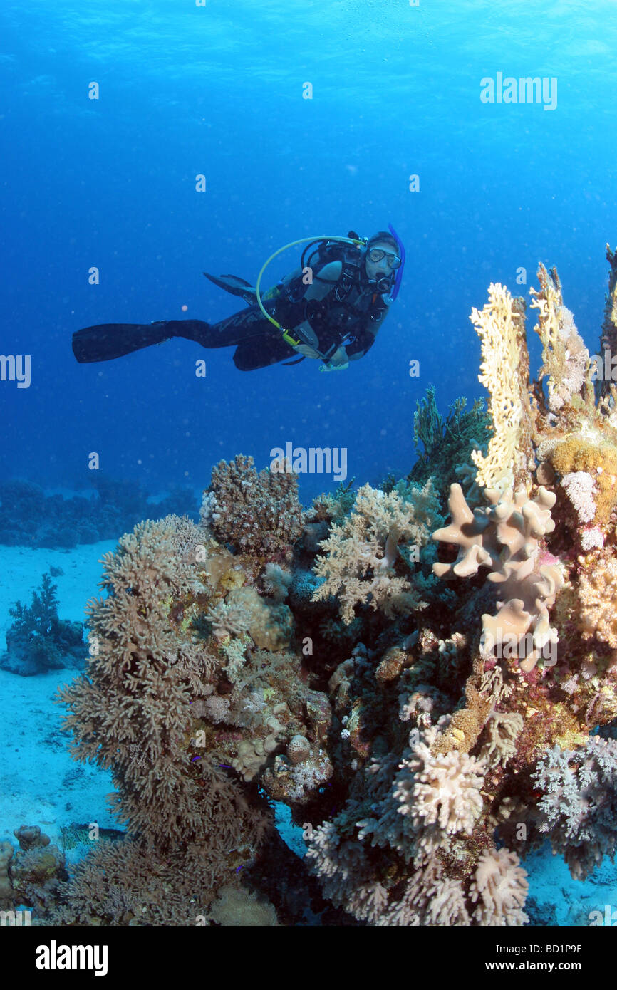 Diving at the Dolphin house reef in the Red Sea near Marsa Alam in ...