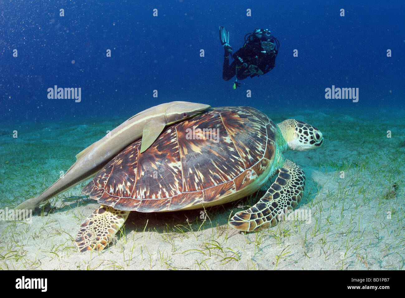Encounter with an Hawksbill Turtle while diving in the Red Sea near ...