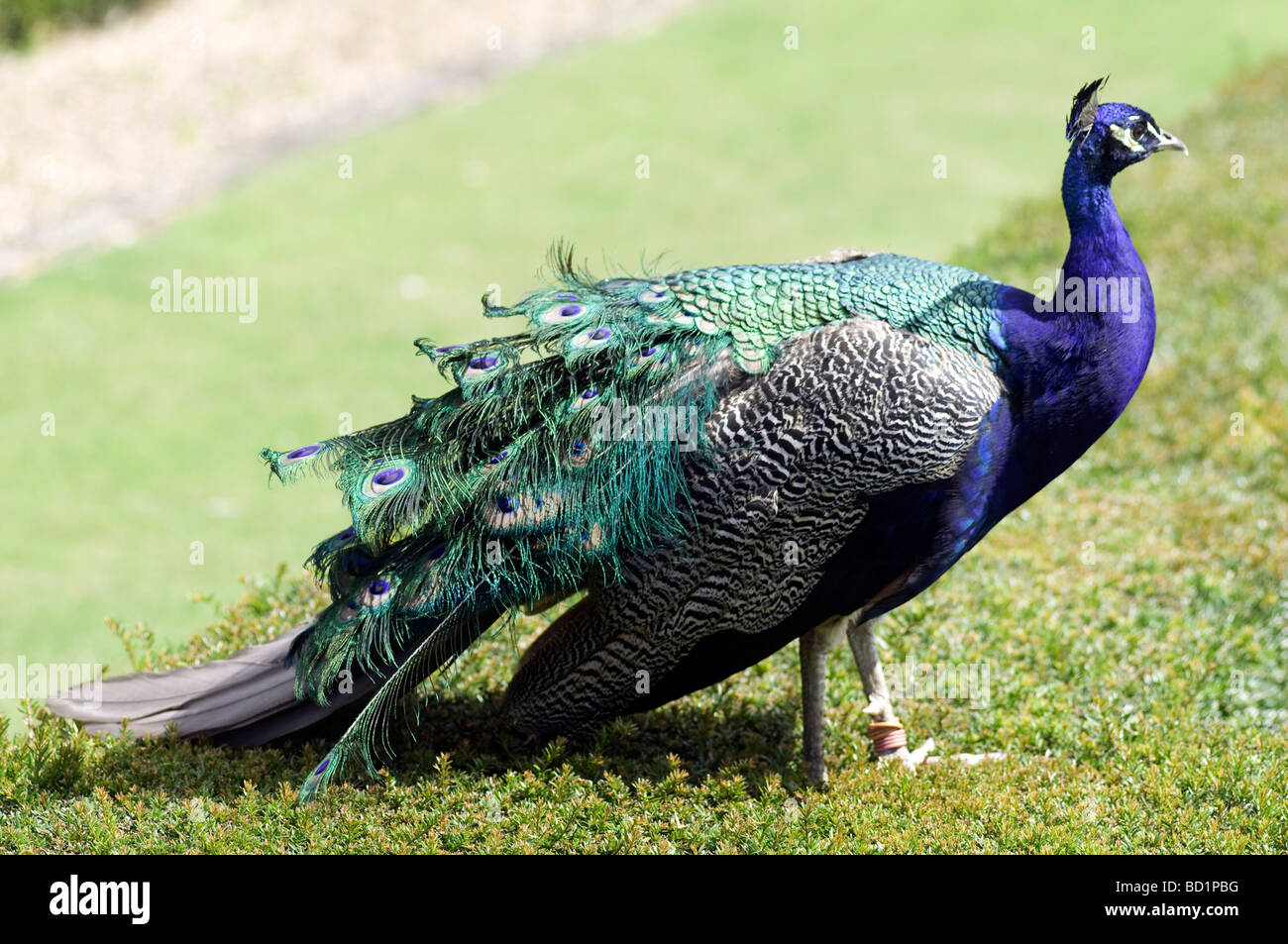 Indian peacock plumage hi-res stock photography and images - Alamy