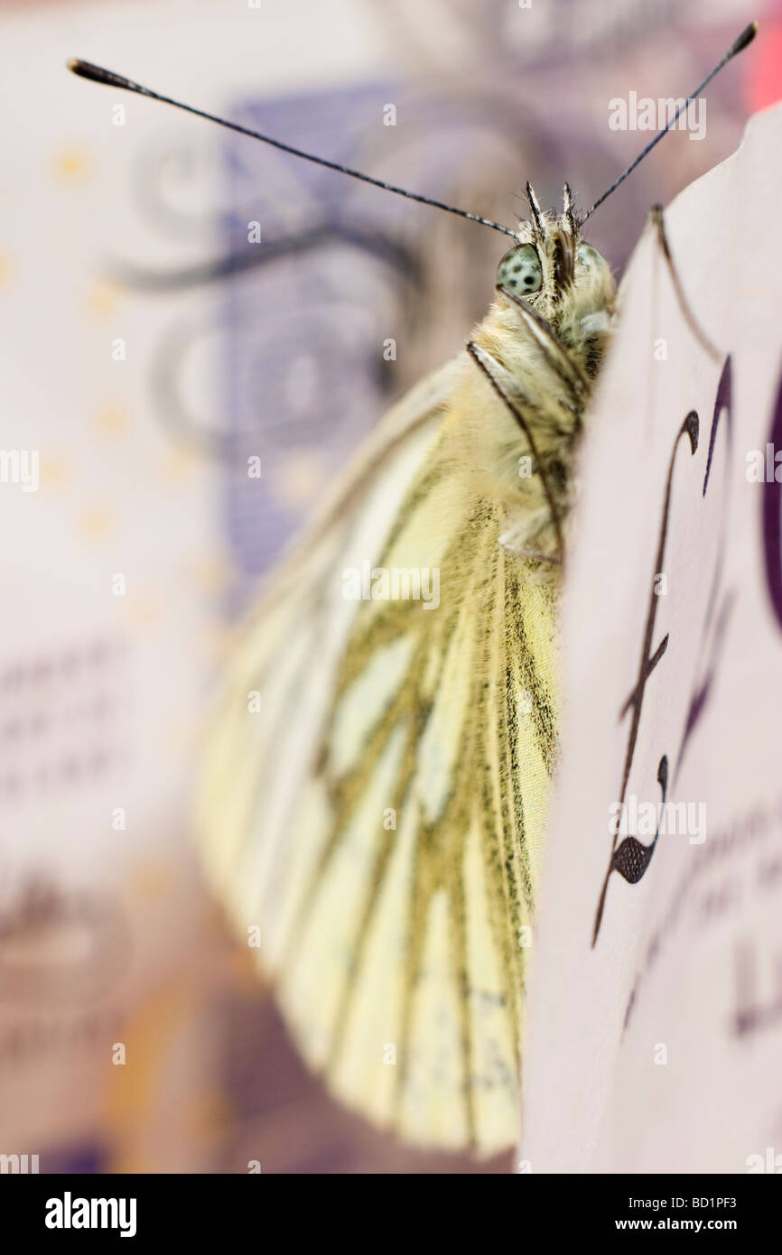A butterfly highlighting the freedom of money Stock Photo - Alamy