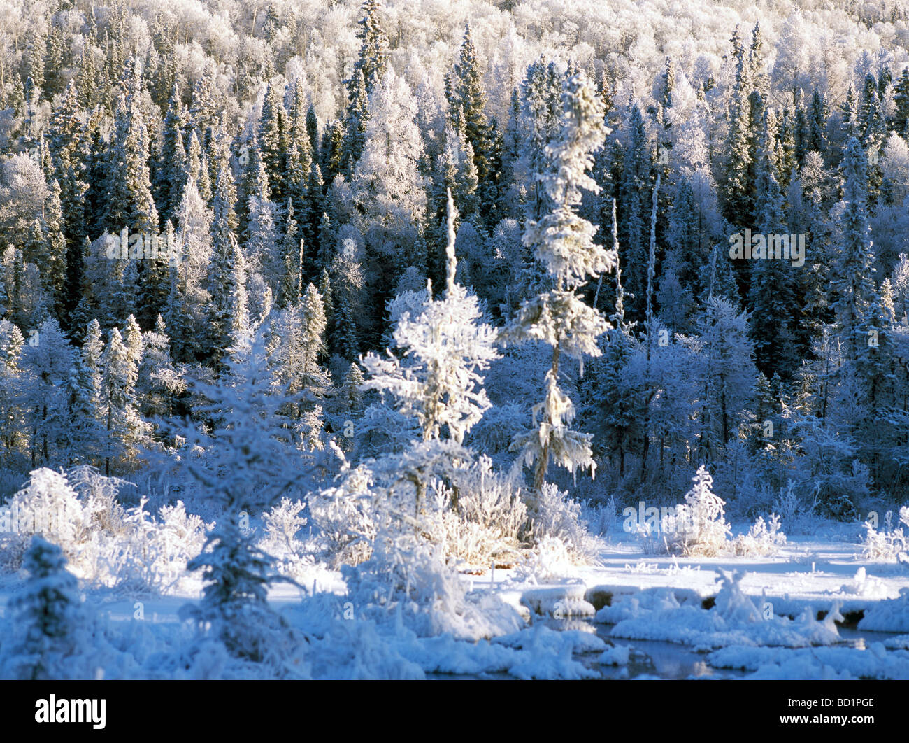 Canada muskeg swamp hi-res stock photography and images - Alamy