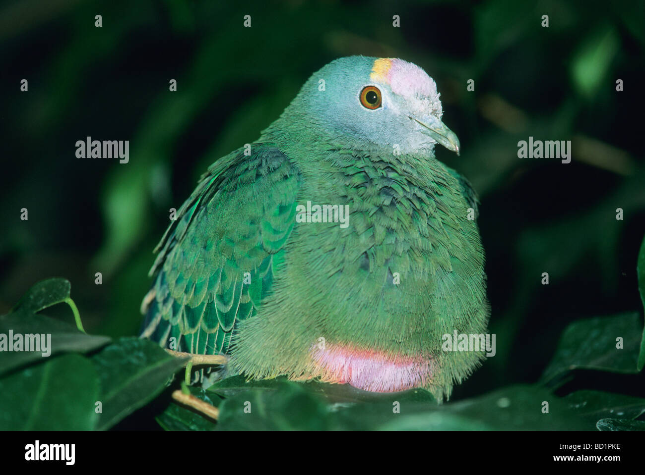 Rose-Crowned Fruit-Dove (Ptilinopus regina) Queensland, Australia Stock ...