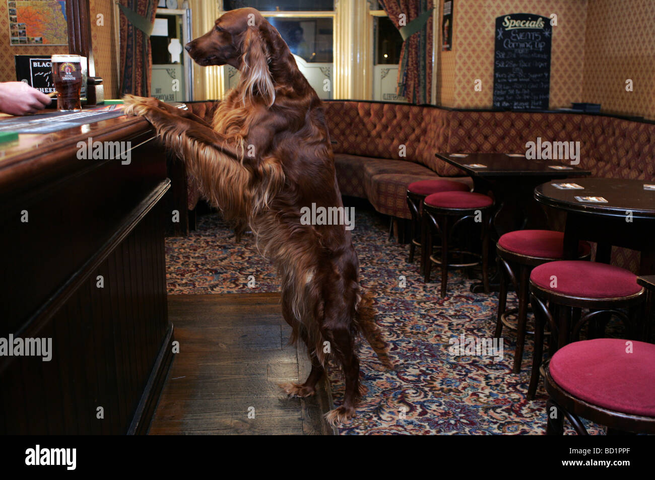 Red setter hi-res stock photography and images - Alamy