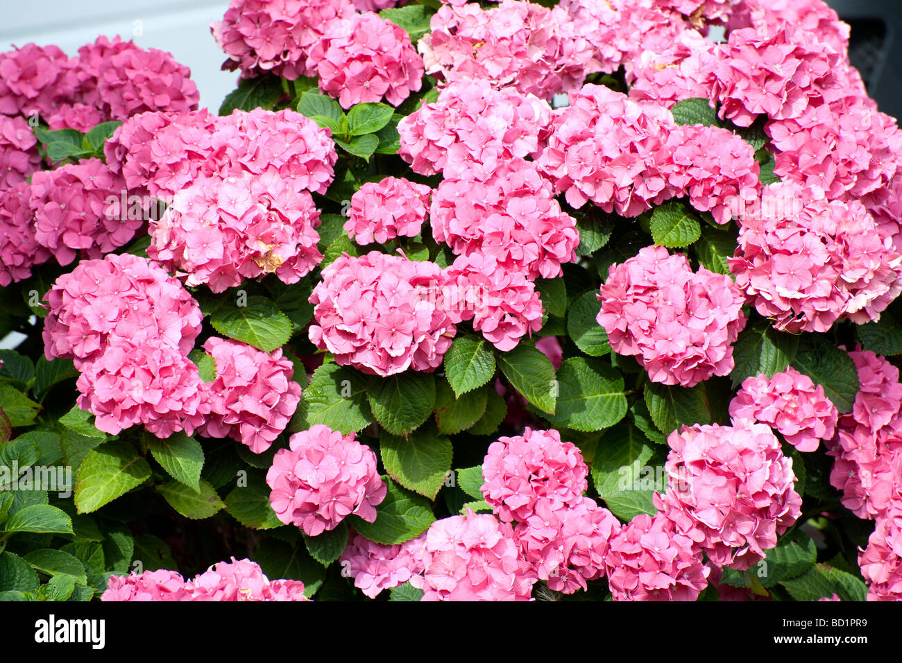 Pink suburban home hi-res stock photography and images - Alamy