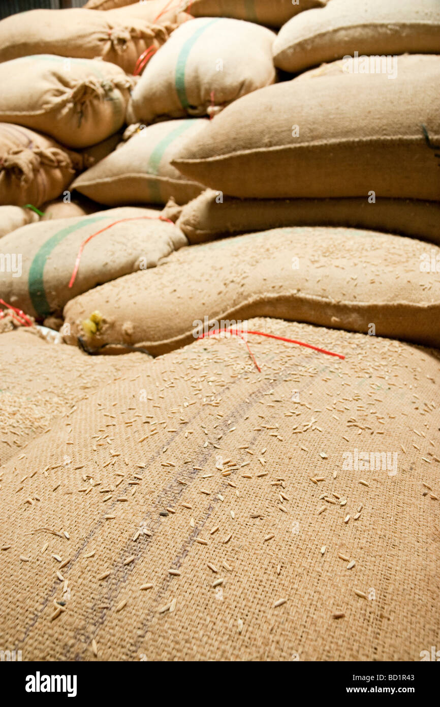 Whole rice grains about to be split in the rice mill, Mekong Delta, Can ...