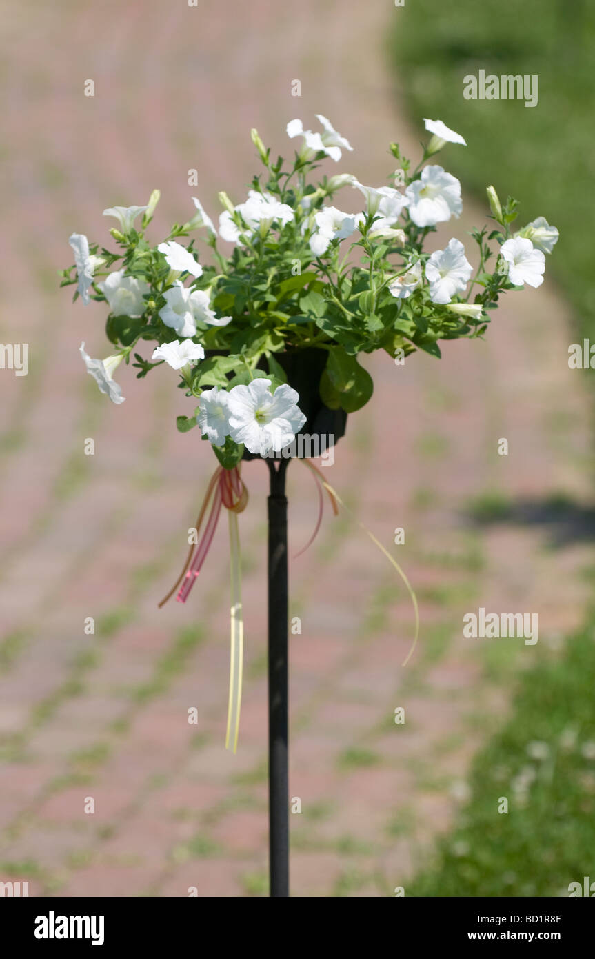 Petunia plant stand decorating the edge of a red bricked walking path ...